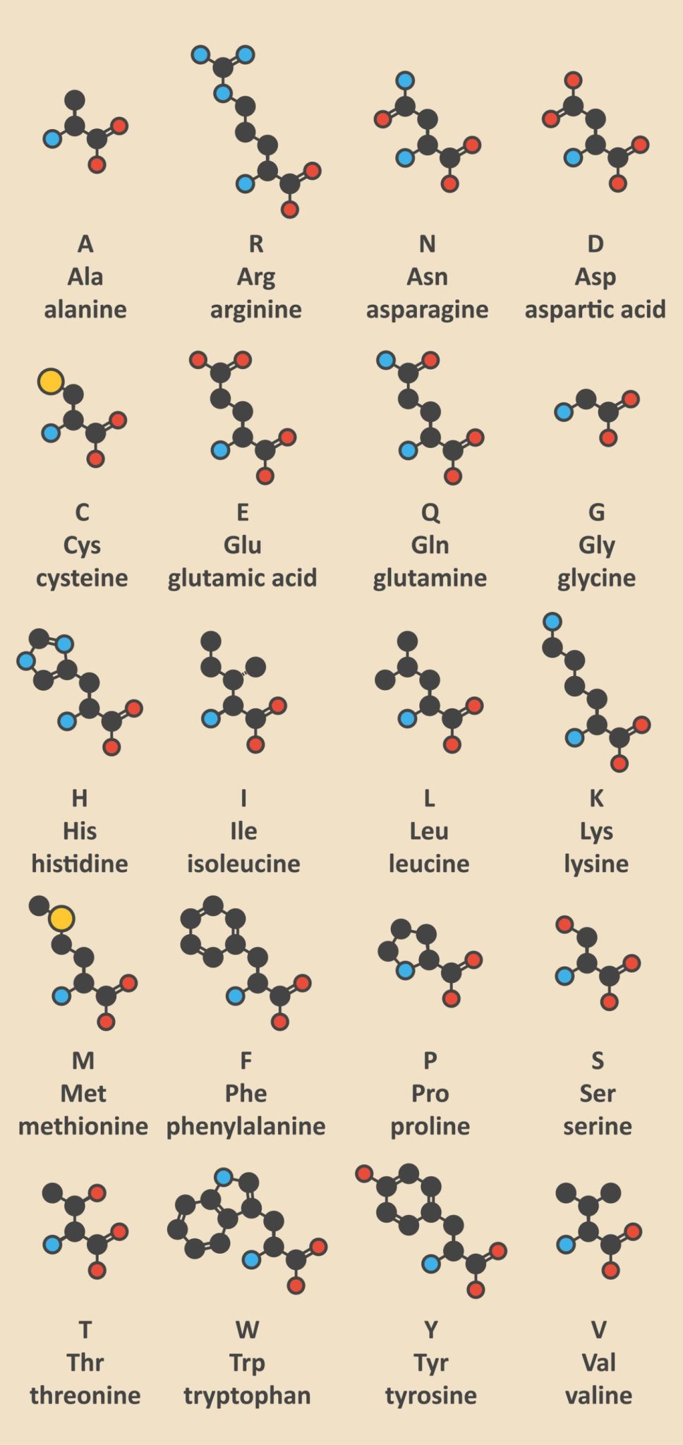 Kam reikalingos amino rūgštys? - Bullpower.lt